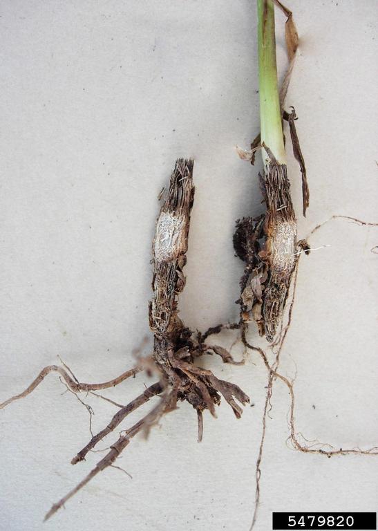take-all root rot (Gaeumannomyces graminis var. graminis)