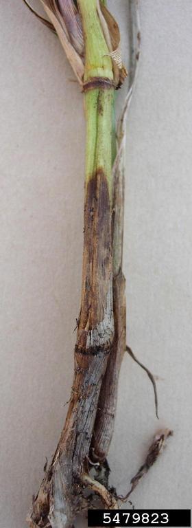 take-all root rot (Gaeumannomyces graminis var. graminis) on crimson ...