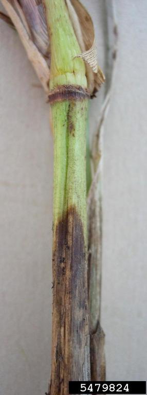 take-all root rot (Gaeumannomyces graminis var. graminis)