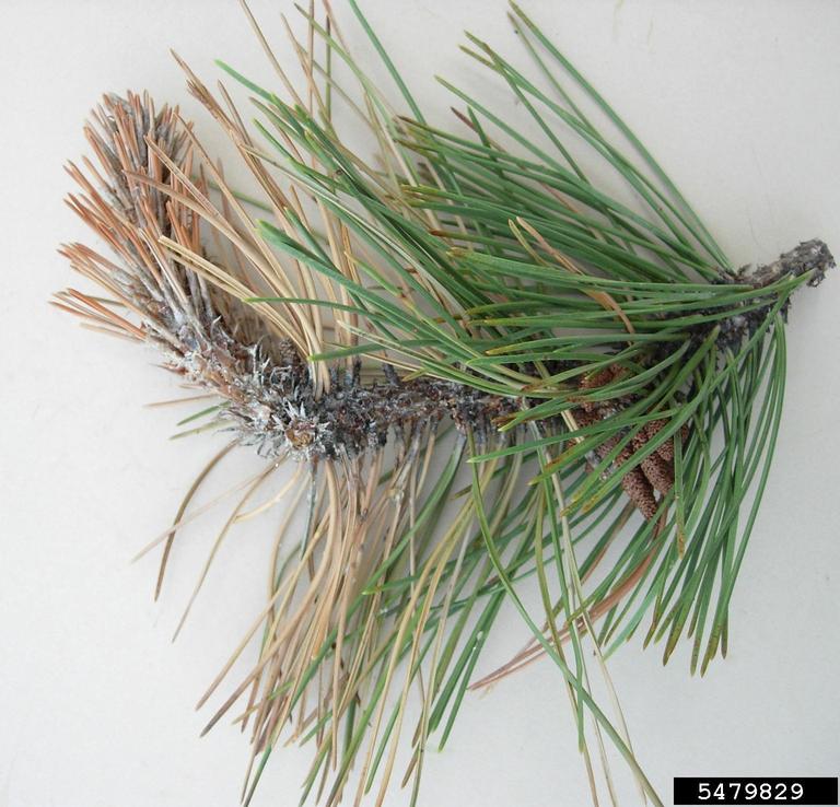 Diplodia blight (Sphaeropsis sapinea)