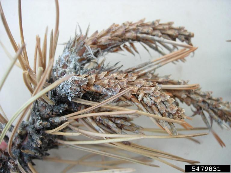 Diplodia blight (Sphaeropsis sapinea)