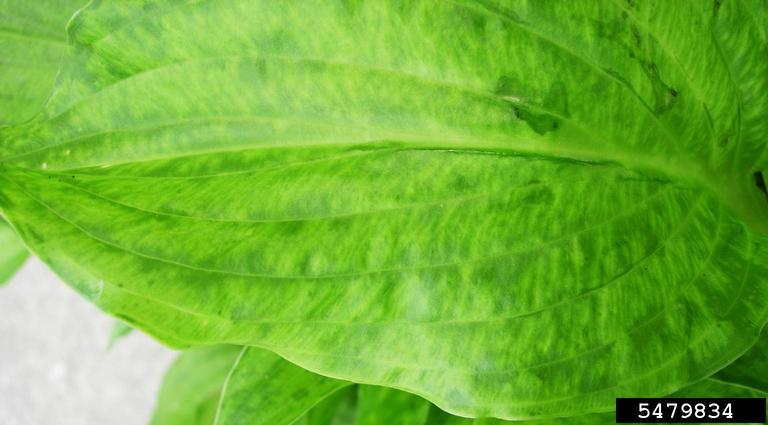 Hosta Virus X (Potexvirus Hosta Virus X (HVX))