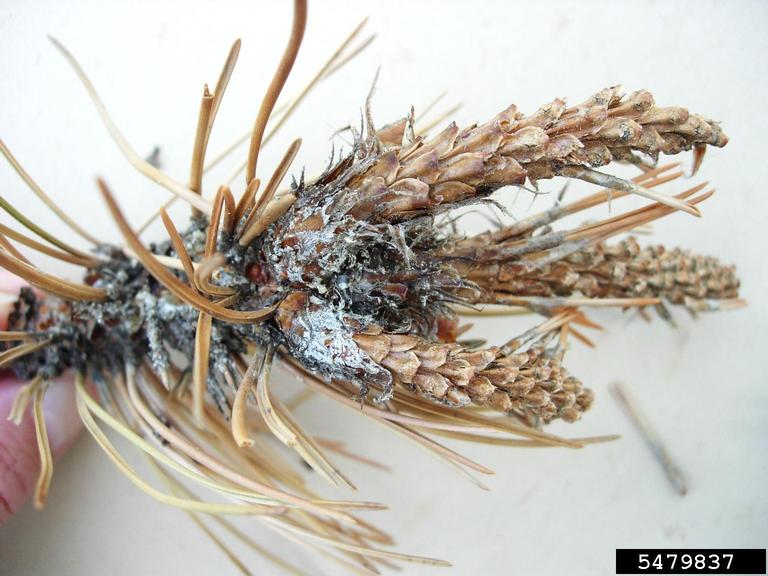 Diplodia blight (Sphaeropsis sapinea)