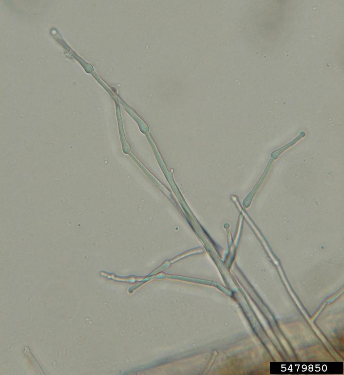 late blight (Phytophthora infestans (Mont.) de Bary)