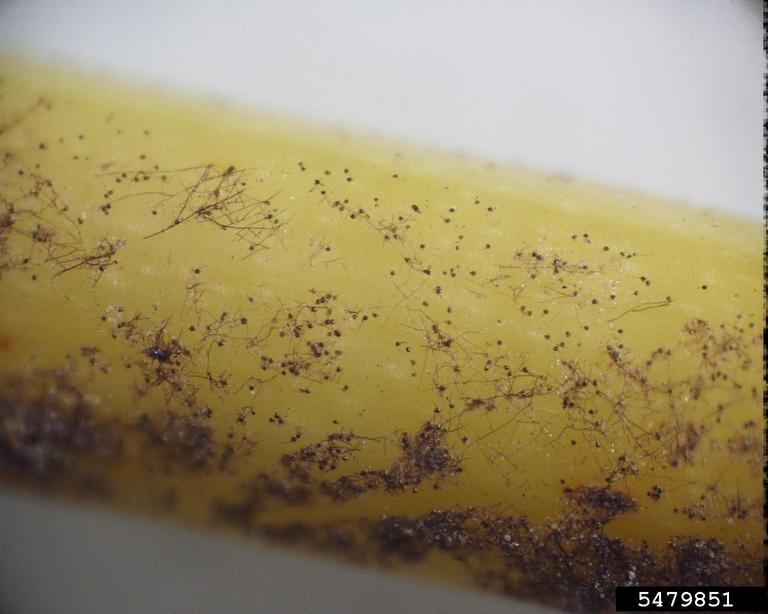 take-all root rot (Gaeumannomyces graminis var. graminis)