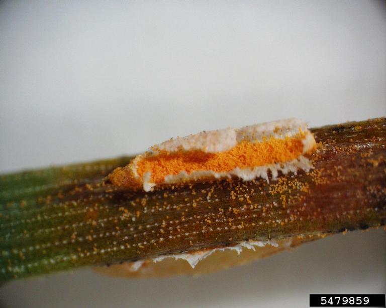 pine needle rusts (Genus Coleosporium Lev)