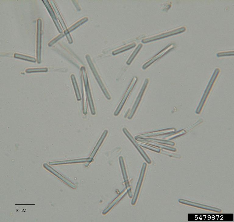 Cylindrocladium - Alchetron, The Free Social Encyclopedia