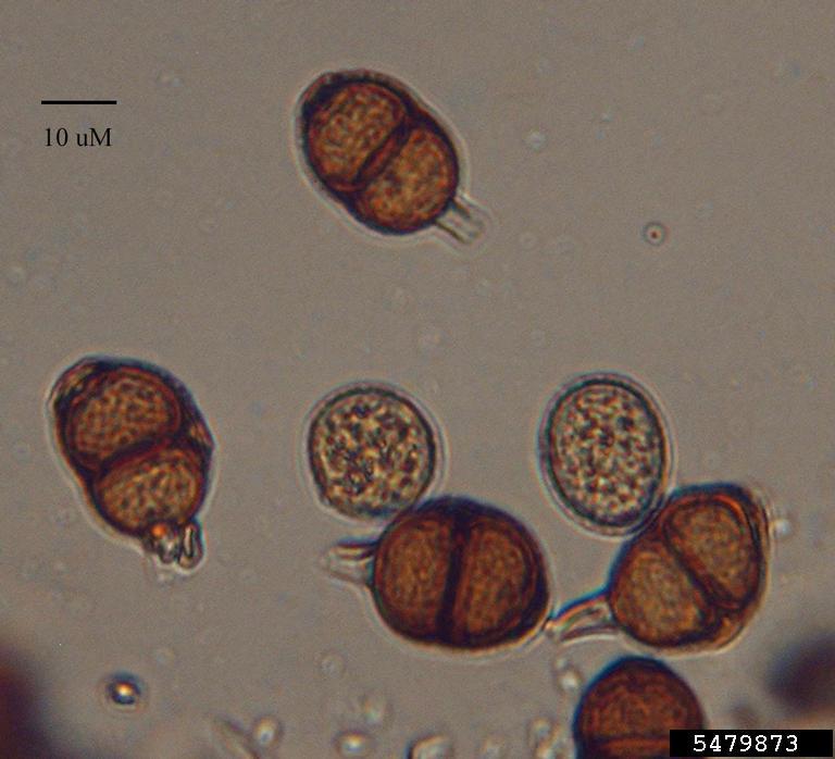 mint rust (Puccinia menthae)