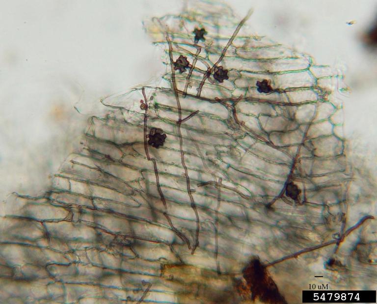 take-all root rot (Gaeumannomyces graminis var. graminis)