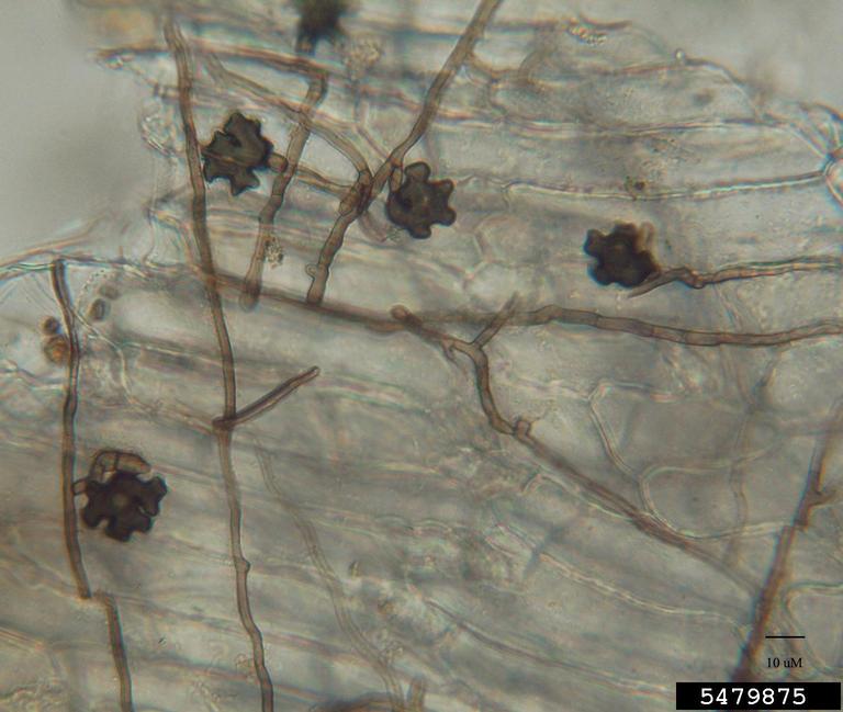 take-all root rot (Gaeumannomyces graminis var. graminis)