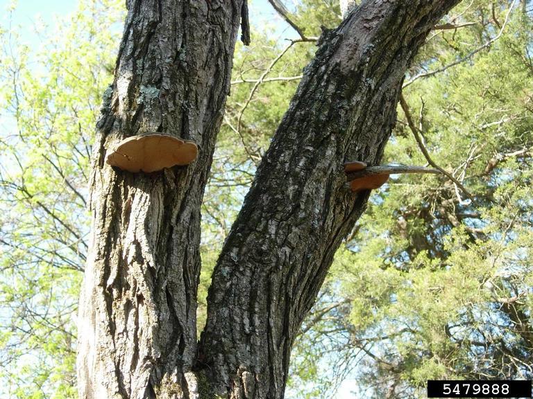 Rimosus decay (Phellinus robiniae)
