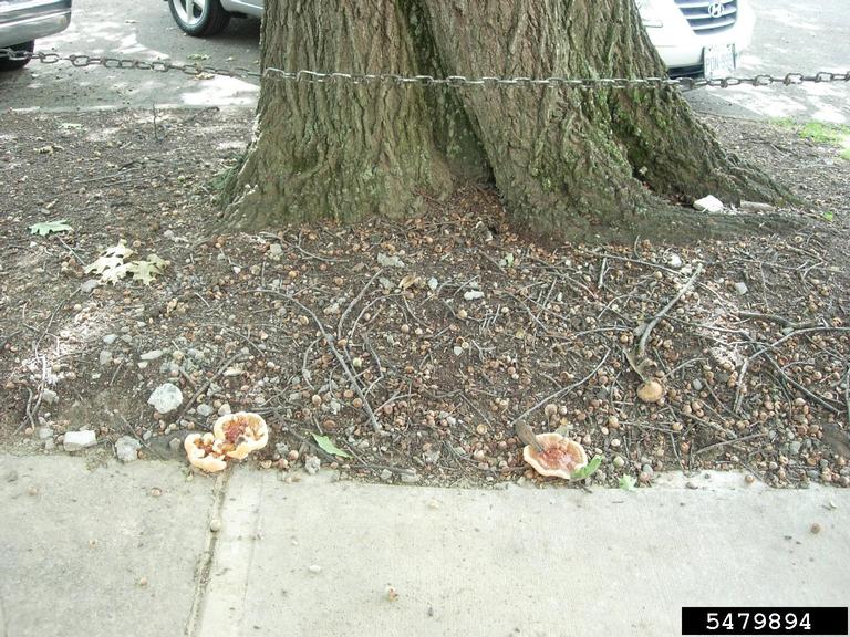 Ganoderma root and butt rot (Ganoderma lucidum ) on oak (Quercus spp ...