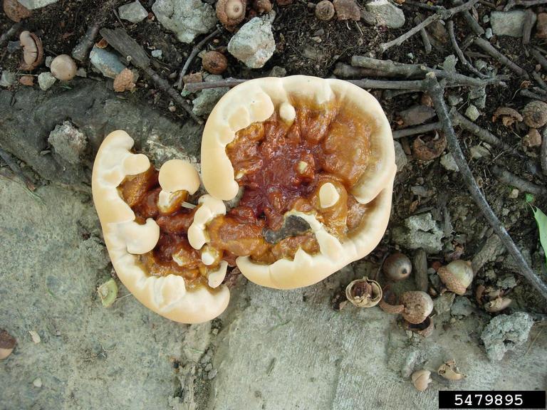 Ganoderma root and butt rot (Ganoderma lucidum)