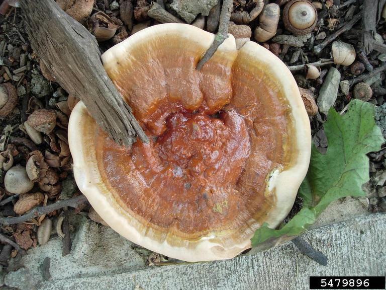 Ganoderma root and butt rot (Ganoderma lucidum ) on oak (Quercus spp ...