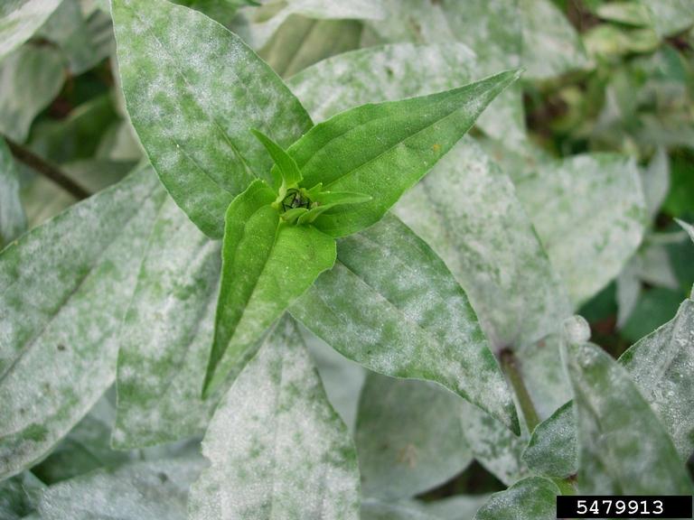 powdery mildew (Genus Oidium)