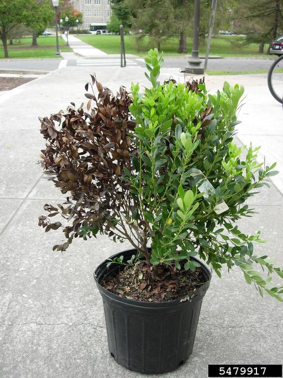 Phytophthora root rot (Phytophthora cinnamomi)