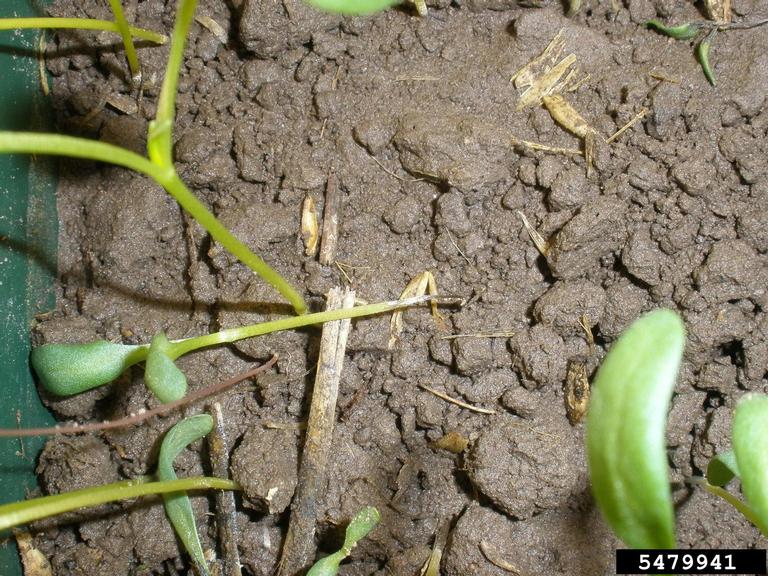 damping-off/root rot (Aphanomyces cochlioides)