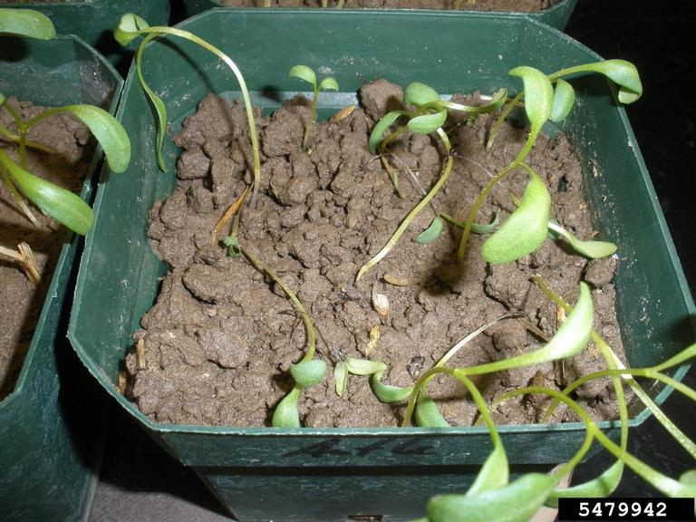 damping-off/root rot (Aphanomyces cochlioides)