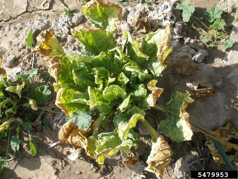 beet curly top virus (BCTV) (Hybrigeminivirus Beet curly top virus)