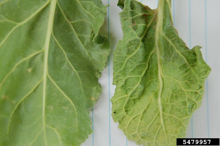 beet curly top virus (BCTV) (Hybrigeminivirus Beet curly top virus)