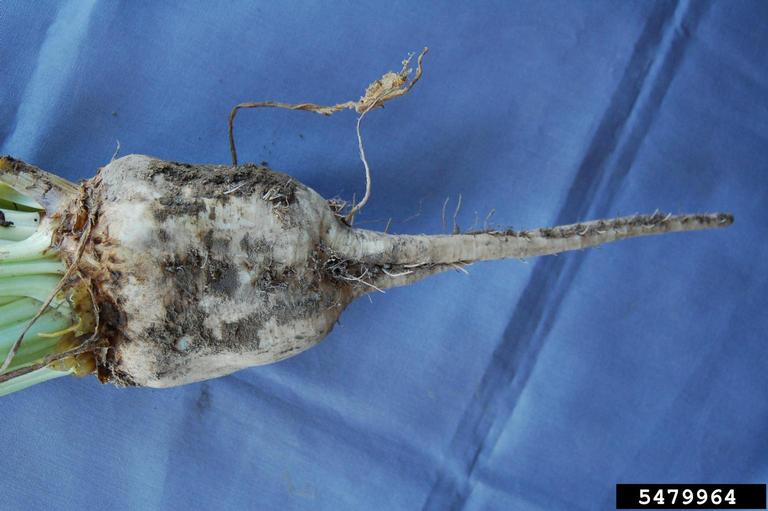 beet necrotic yellow vein virus (BNYVV) (Benyvirus Beet necrotic yellow ...