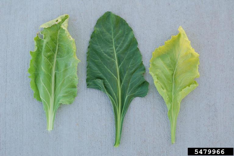 beet necrotic yellow vein virus (BNYVV) (Benyvirus Beet necrotic yellow ...