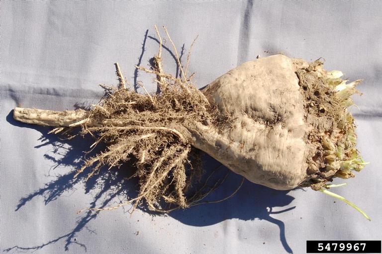 beet necrotic yellow vein virus (BNYVV) (Benyvirus Beet necrotic yellow ...