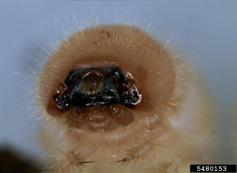 furniture beetle, Anobium punctatum (Coleoptera: Anobiidae) - 5480153