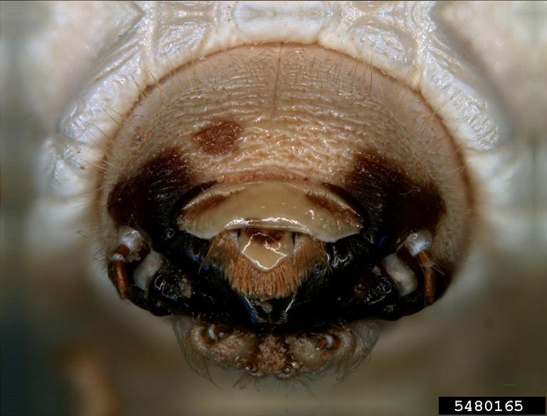 Capuchin beetle (Bostrichus capucinus (Linnaeus, 1758))