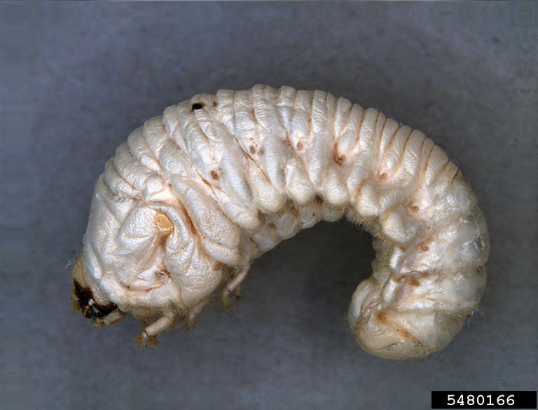 Capuchin beetle (Bostrichus capucinus (Linnaeus, 1758))