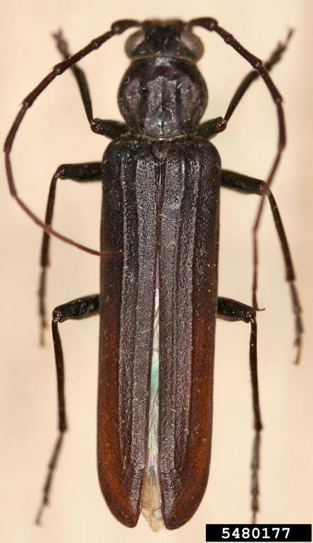 new house borer (Arhopalus productus (LeConte, 1850))