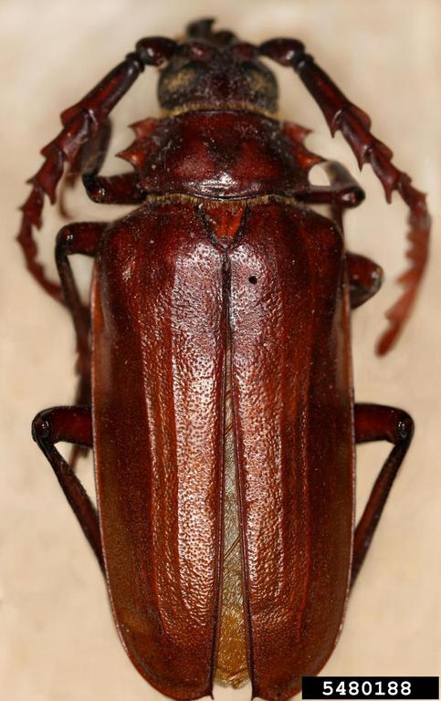 California prionus (Prionus californicus Motschulsky, 1845)