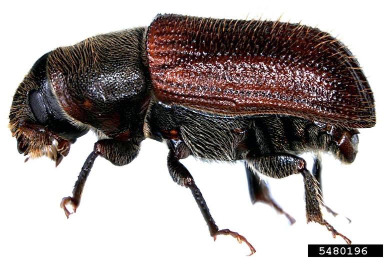 spruce beetle (Dendroctonus rufipennis (Kirby, 1837))