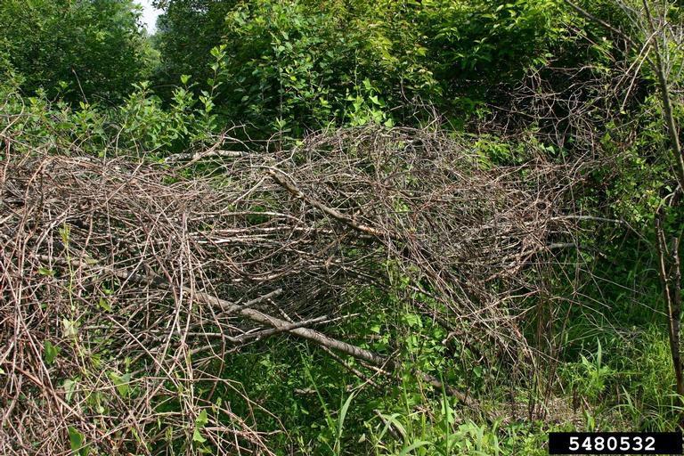mile-a-minute vine, Asiatic tearthumb (Persicaria perfoliata (L.) H. Gross)