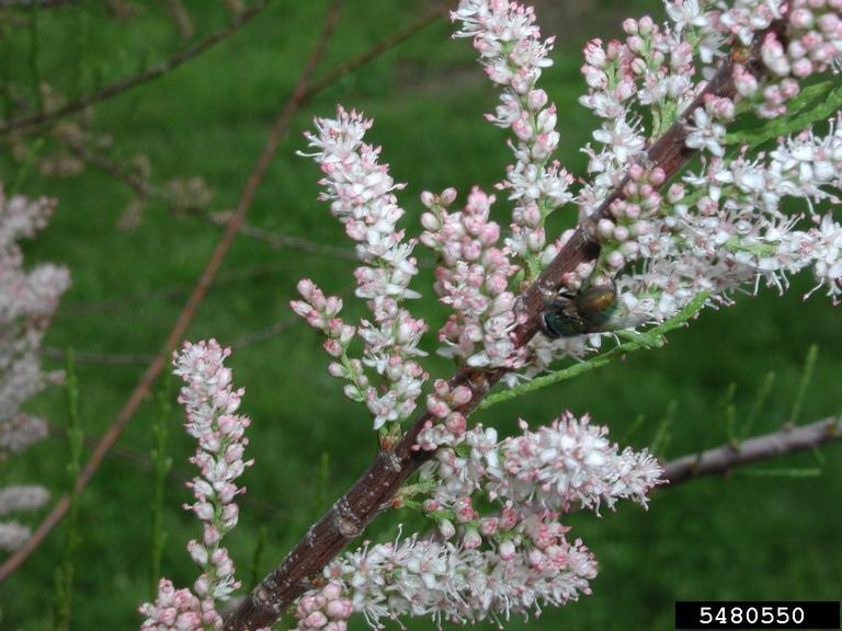 tamarisk (Genus Tamarix L.)