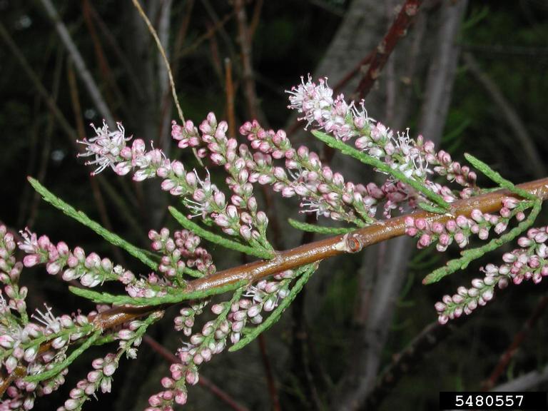 tamarisk (Genus Tamarix L.)