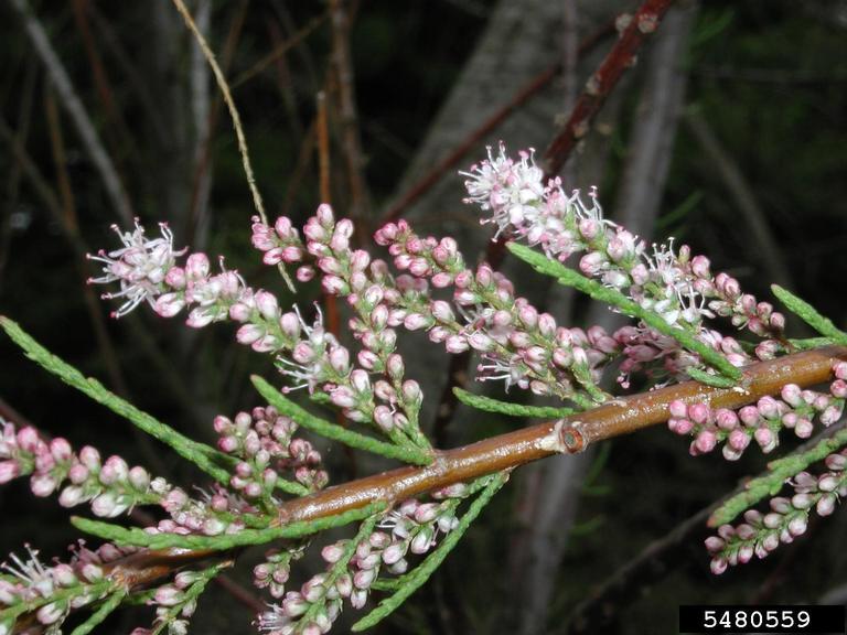 tamarisk (Genus Tamarix L.)