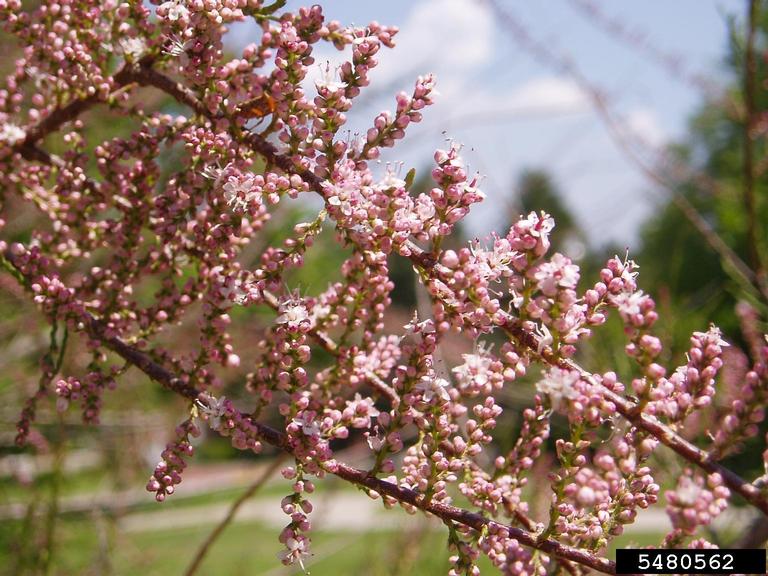 tamarisk (Genus Tamarix L.)