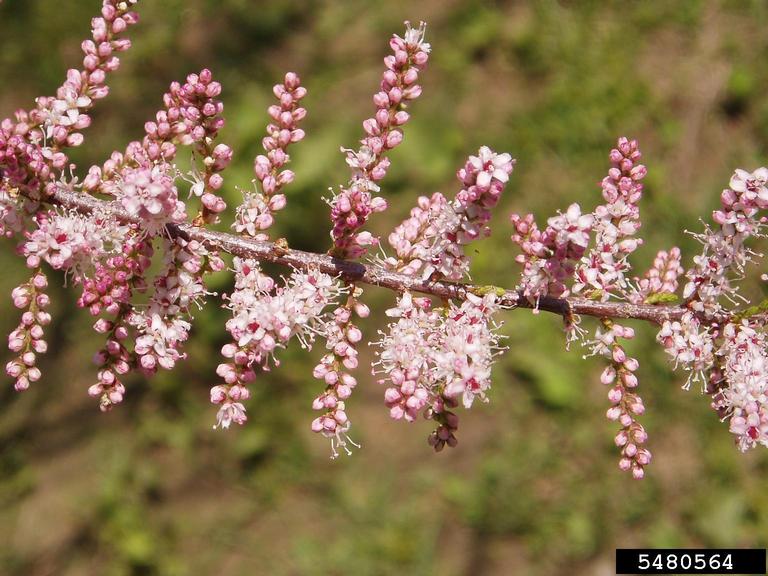 tamarisk (Genus Tamarix L.)