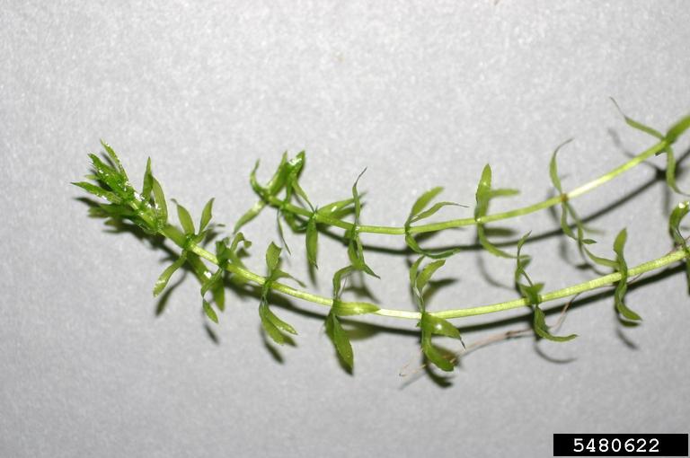 hydrilla (Hydrilla verticillata (L. f.) Royle)