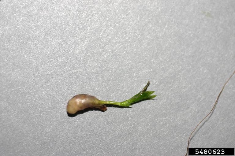 hydrilla (Hydrilla verticillata (L. f.) Royle)