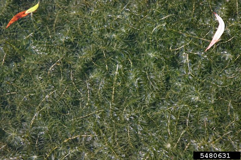 hydrilla (Hydrilla verticillata (L. f.) Royle)