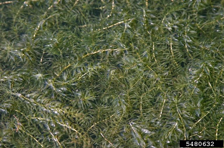hydrilla (Hydrilla verticillata)