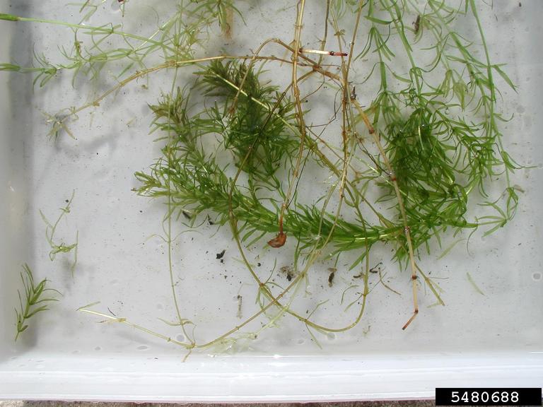 hydrilla (Hydrilla verticillata)