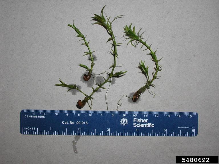 hydrilla (Hydrilla verticillata (L. f.) Royle)