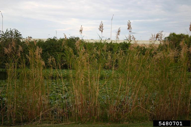 common reed (Phragmites australis (Cavanilles) Trinius ex Steudel)