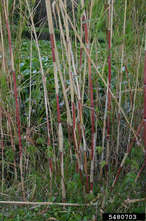 common reed (Phragmites australis (Cavanilles) Trinius ex Steudel)