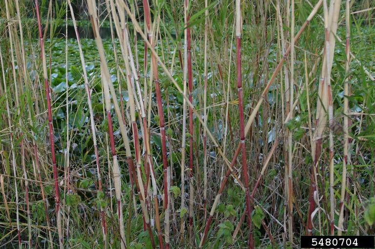 common reed (Phragmites australis (Cavanilles) Trinius ex Steudel)