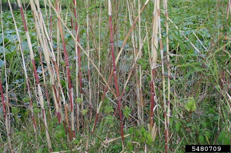 common reed (Phragmites australis (Cavanilles) Trinius ex Steudel)