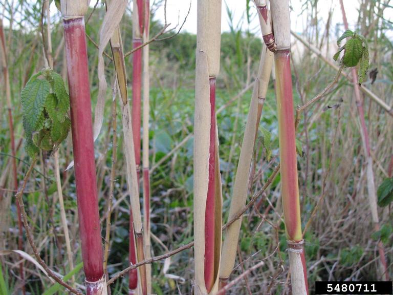 common reed (Phragmites australis (Cavanilles) Trinius ex Steudel)